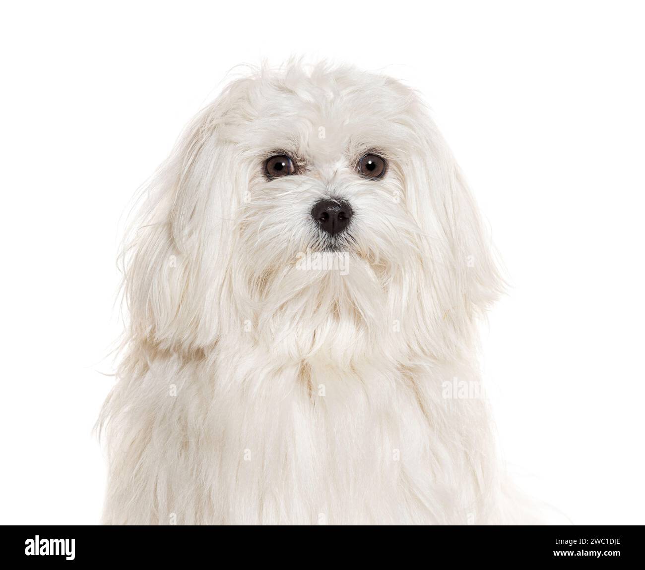 Headshot of a Maltese looking at the camera, isolated on white Stock ...