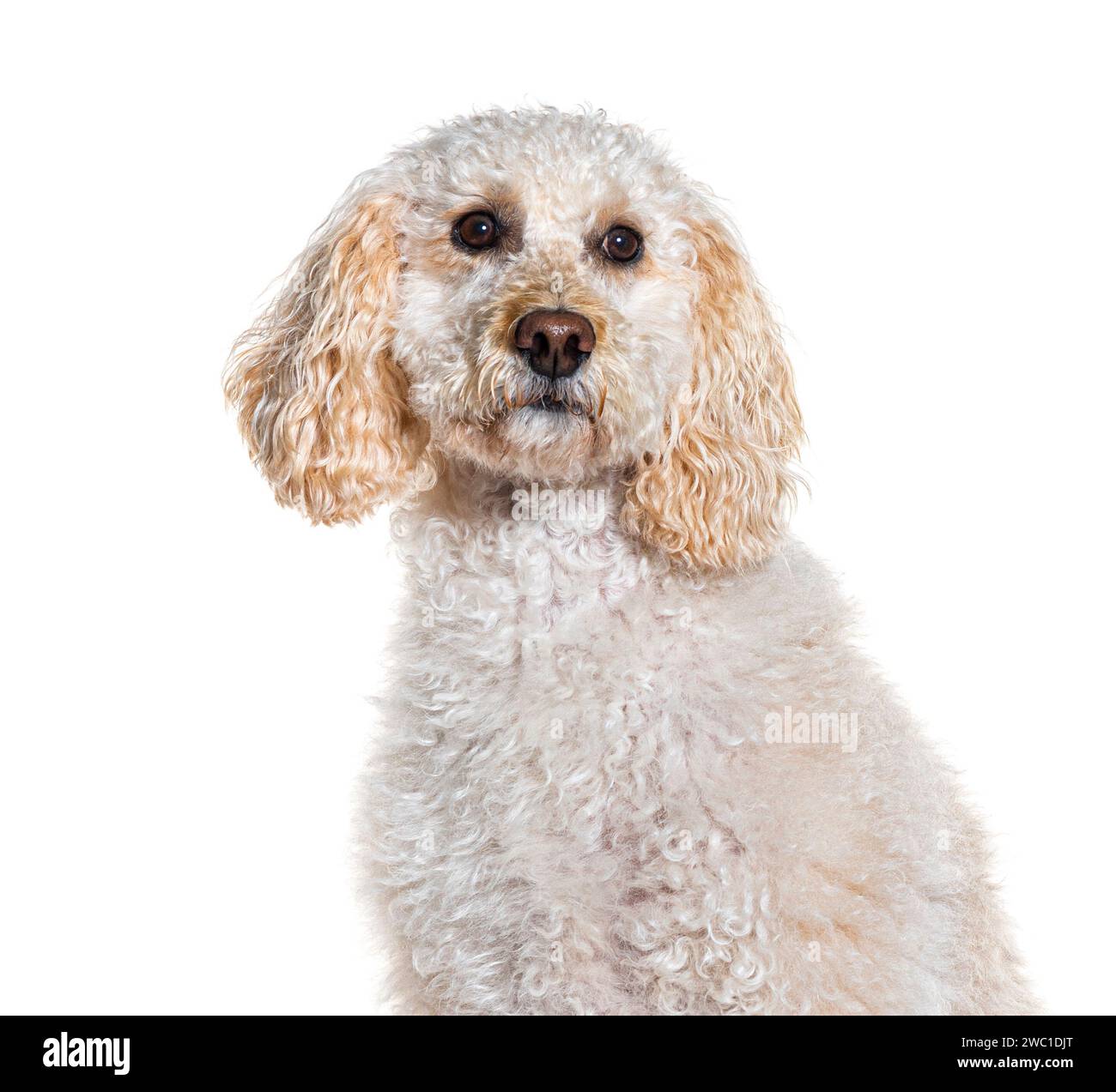 Headshot of a Labradoodle, isolated on white Stock Photo - Alamy