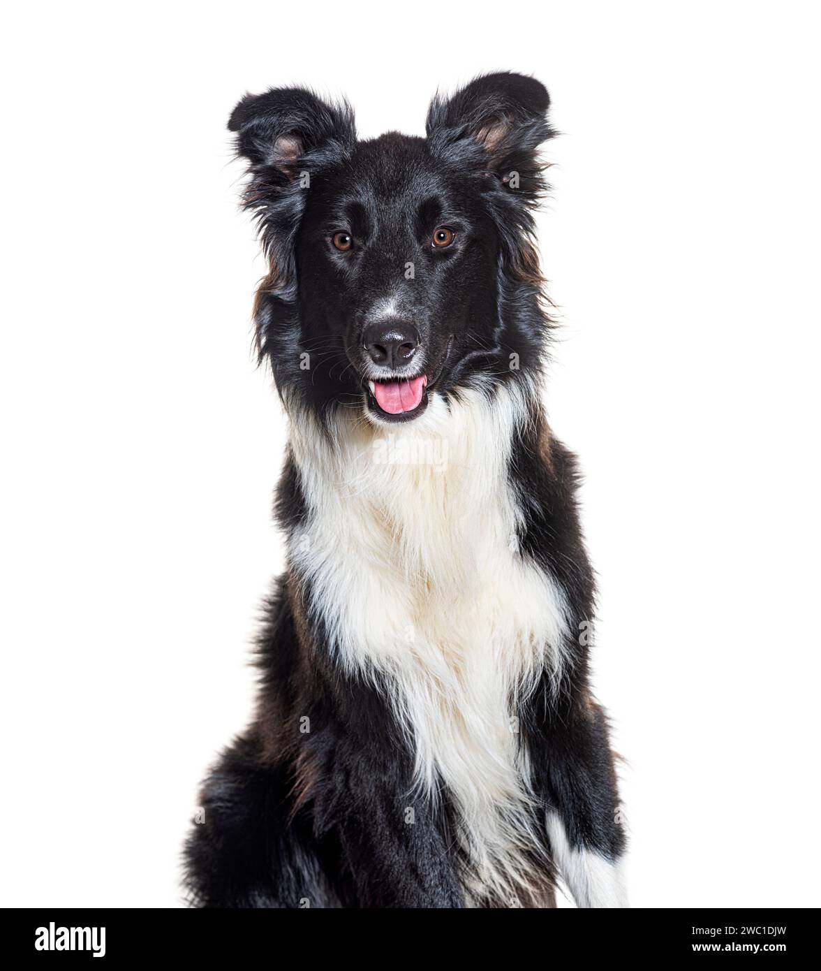 Head shot of Black and white Border Collie panting, isolated on white ...
