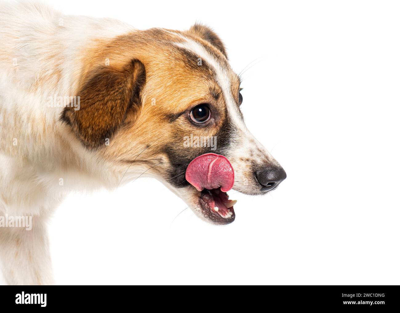 Dog head side on hi-res stock photography and images - Alamy