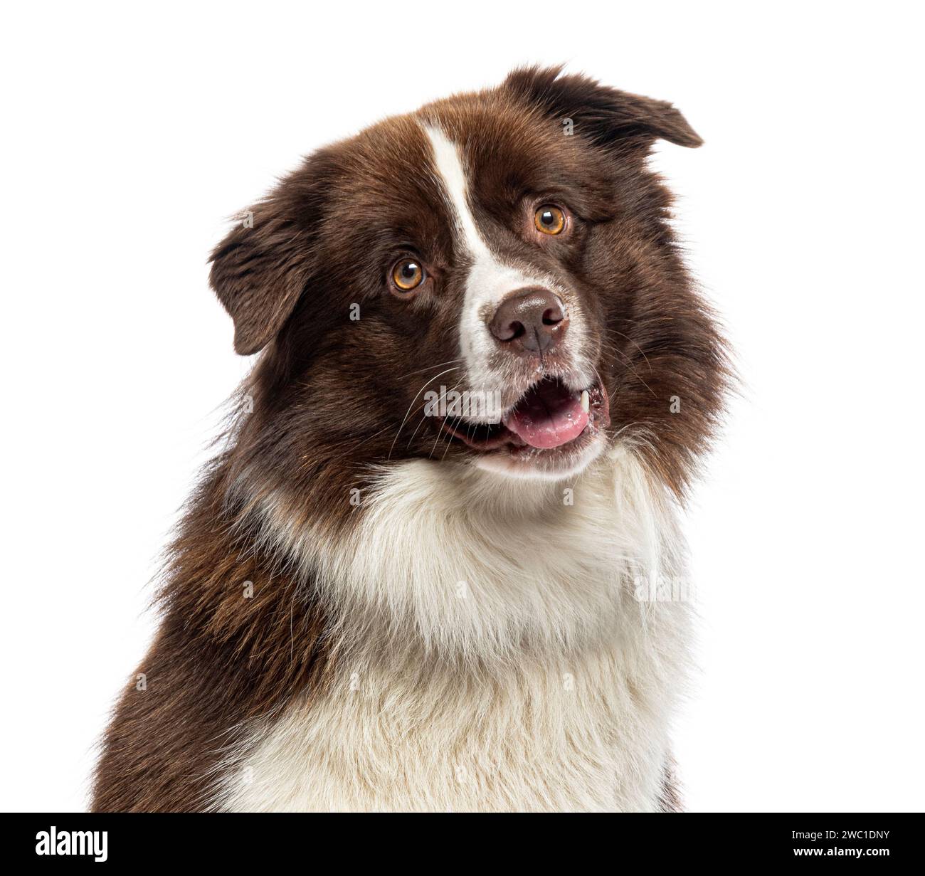 Isolated portrait animal hi-res stock photography and images - Alamy