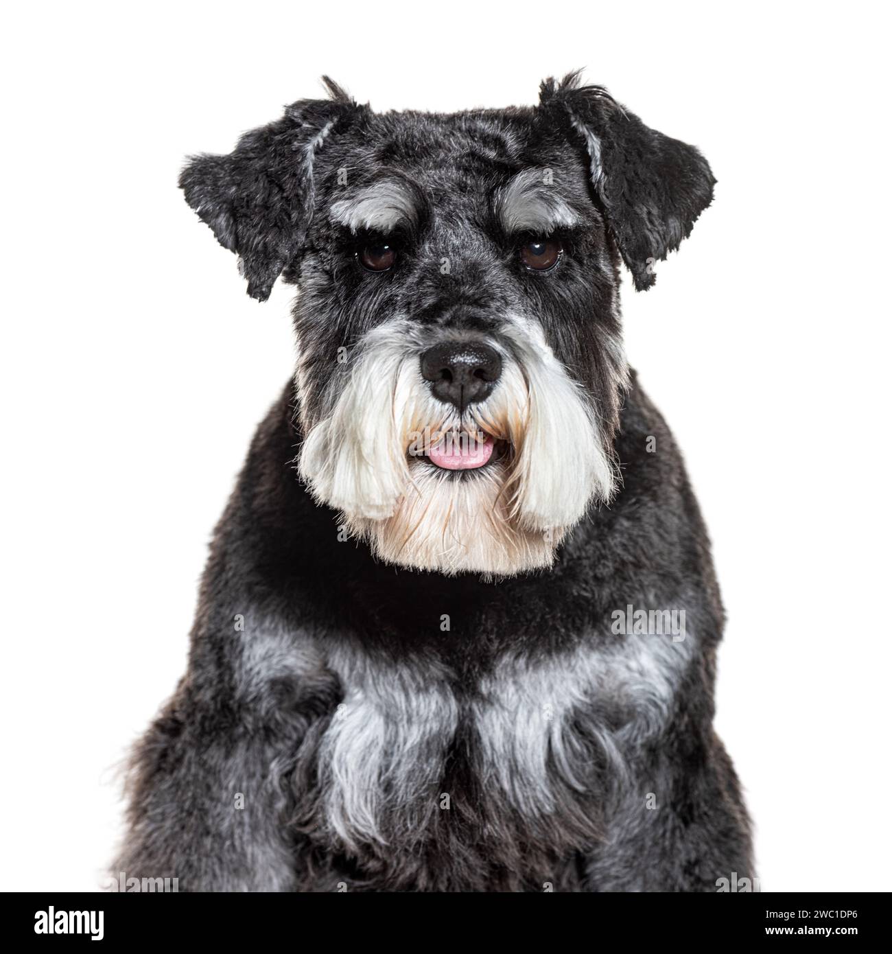 Standart schnauzer hi-res stock photography and images - Alamy