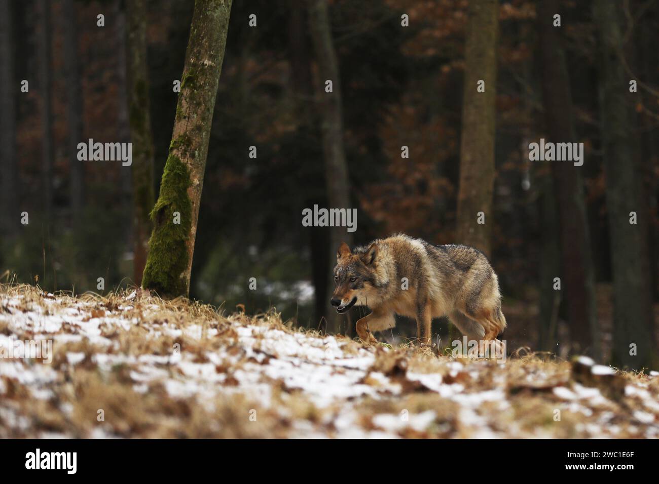 Wolf in snowy forest, Europe. Winter wildlife scene from nature. Gray ...