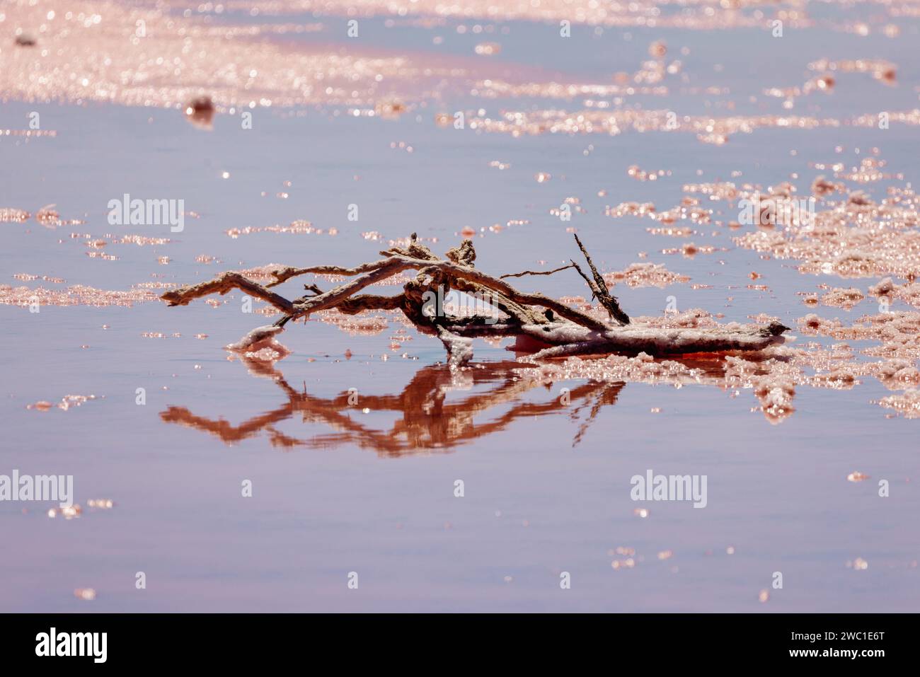 A single branch resting on the surface of shallow water Stock Photo - Alamy