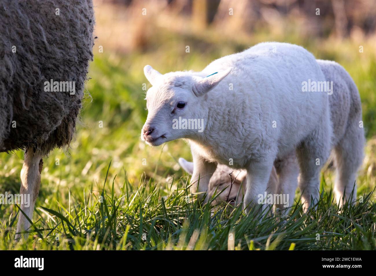 A cute animal portrait of small white lambs running behind their adult ...
