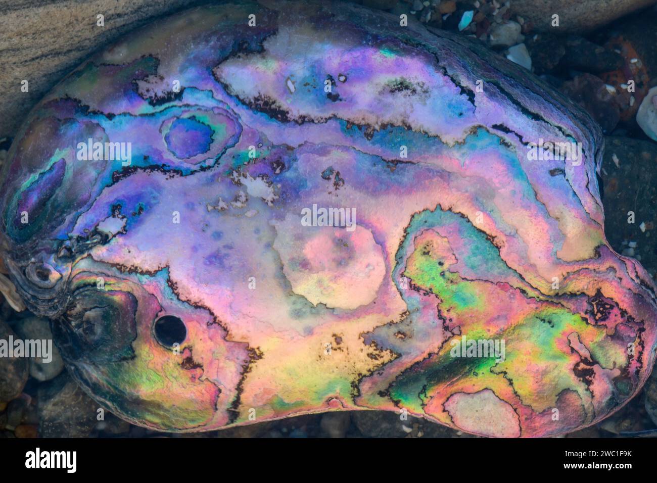 Abalone shell, Mendocino County, California Stock Photo - Alamy