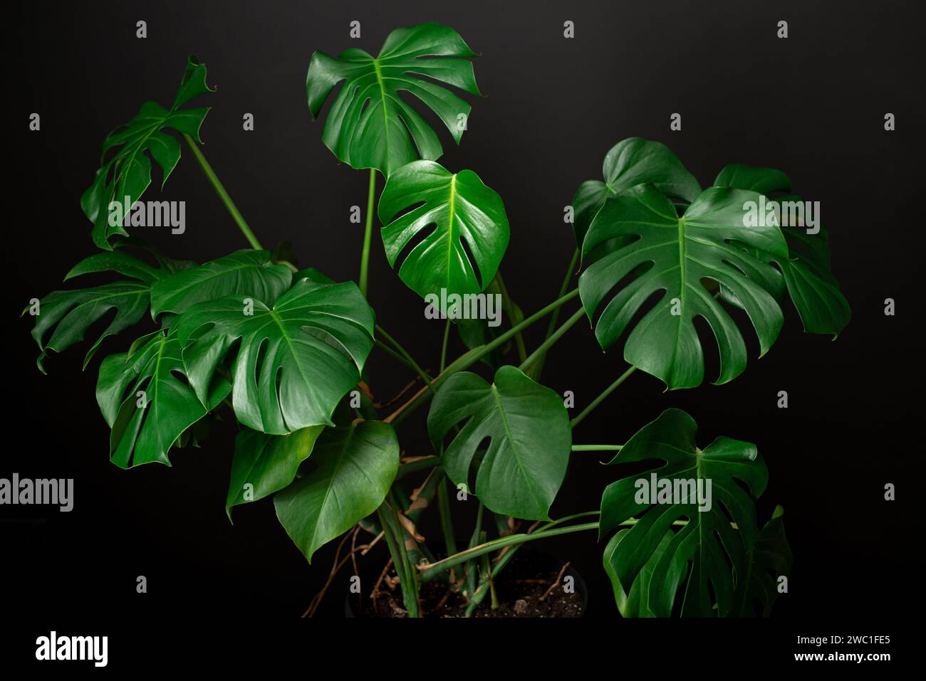 Monstera deliciosa climber on tropical tree hi-res stock photography ...