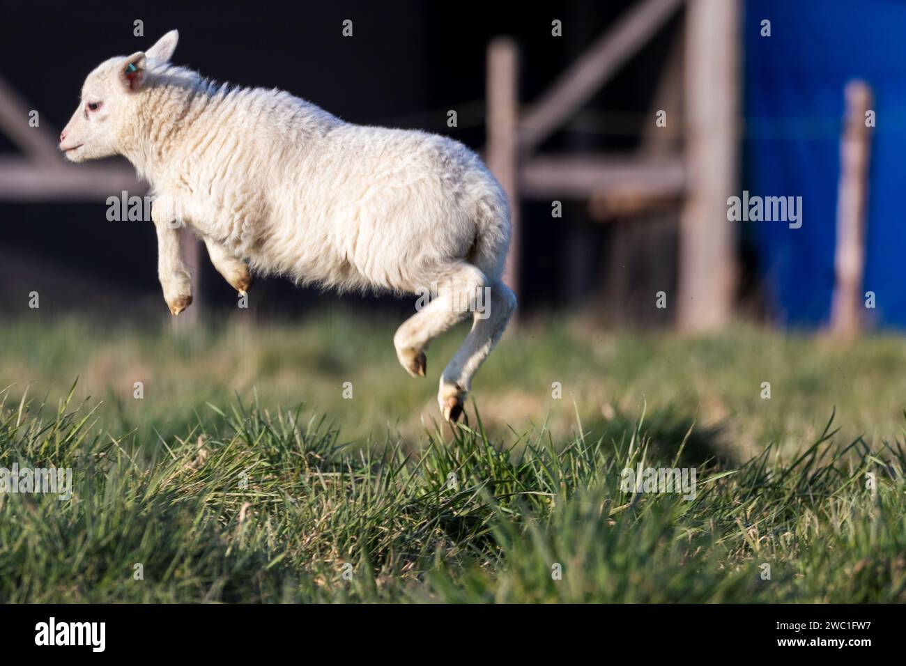 Lambs enjoying their field hi-res stock photography and images - Alamy