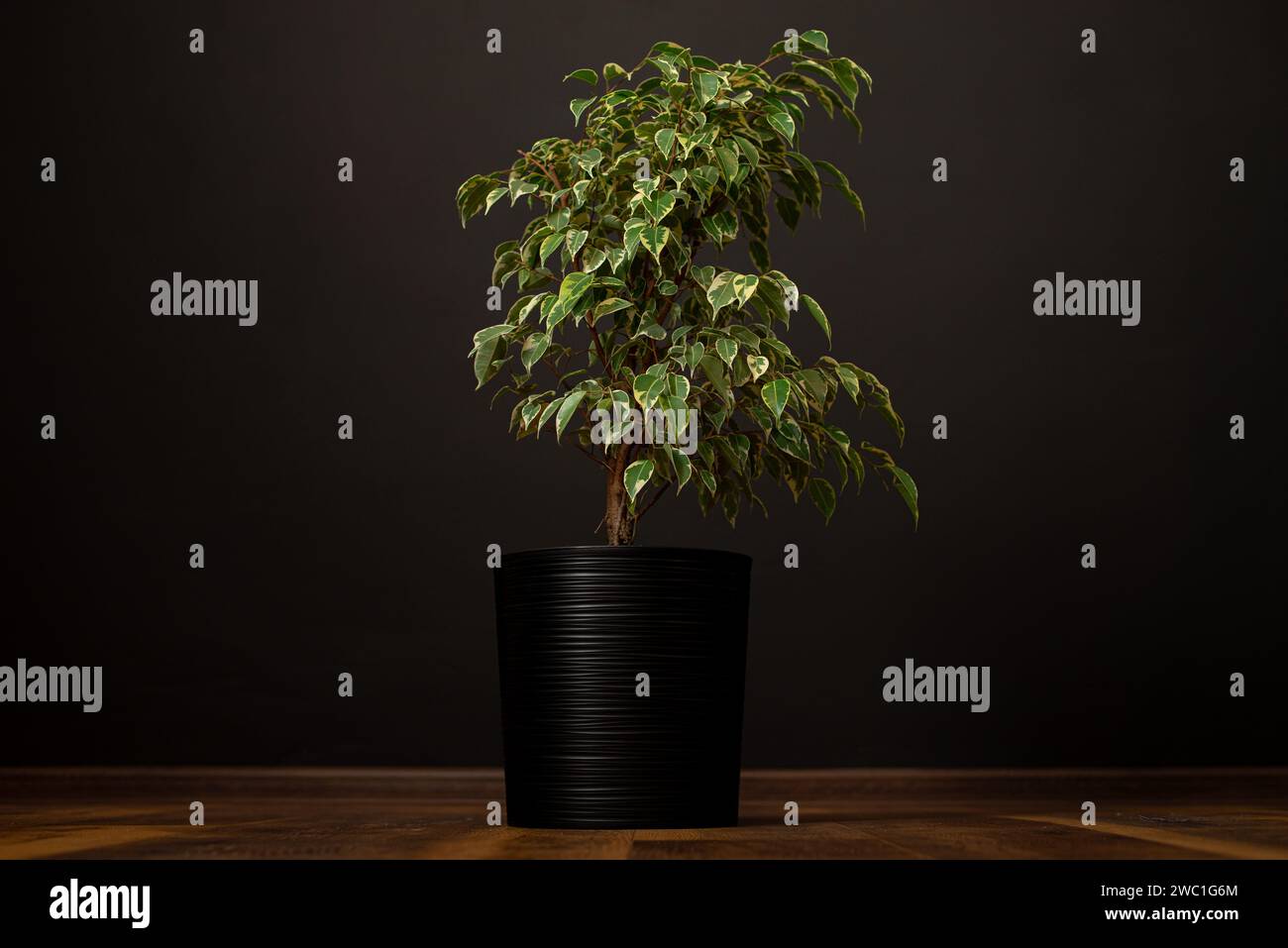 Beautiful lush houseplant Ficus benjamina, commonly known as weeping ...