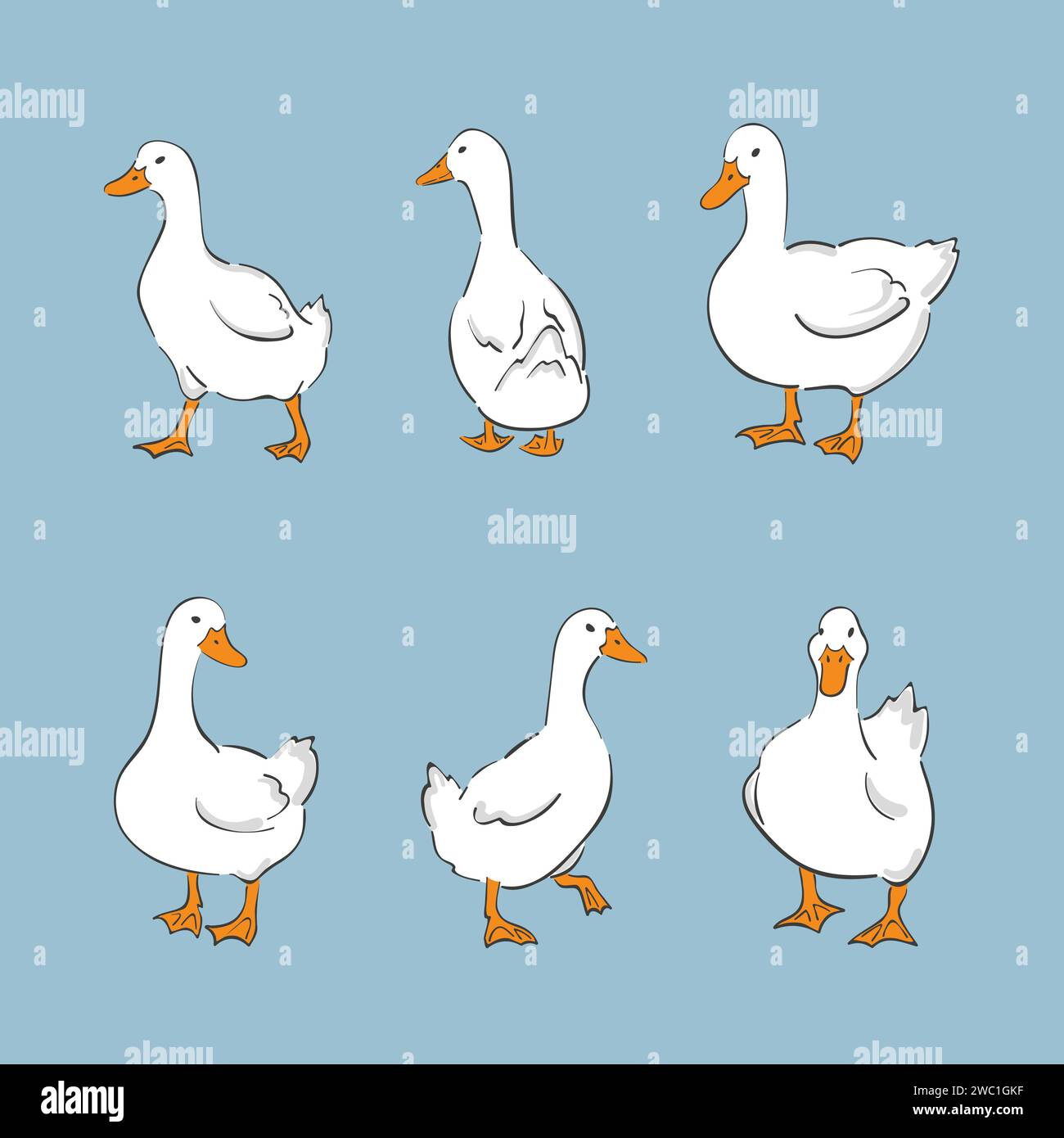 Set of cute white ducks. Vector farm birds illustration Stock Vector ...