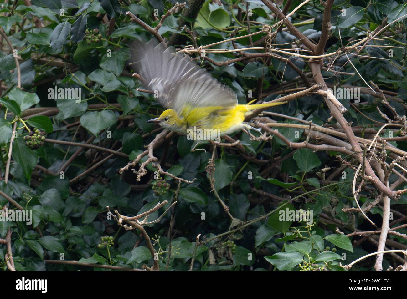 Golden oriole rare bird sighting in cornwal hi-res stock photography ...