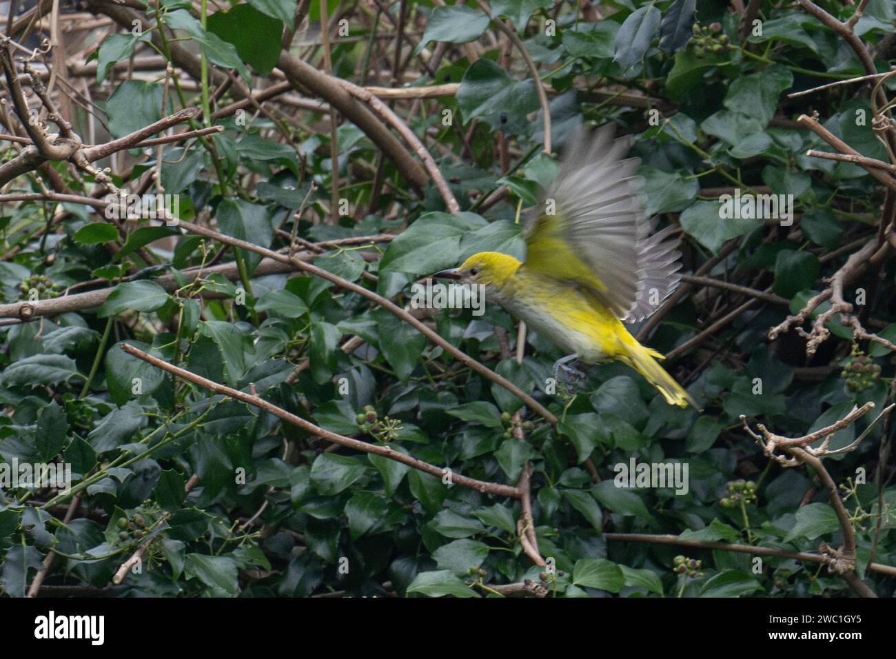 Birds and wildlife, bird love, love birds, flying,Golden Oriole, Credit ...