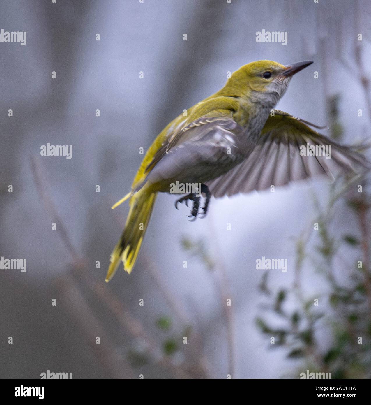 Golden oriole rare bird sighting in cornwal hi-res stock photography ...