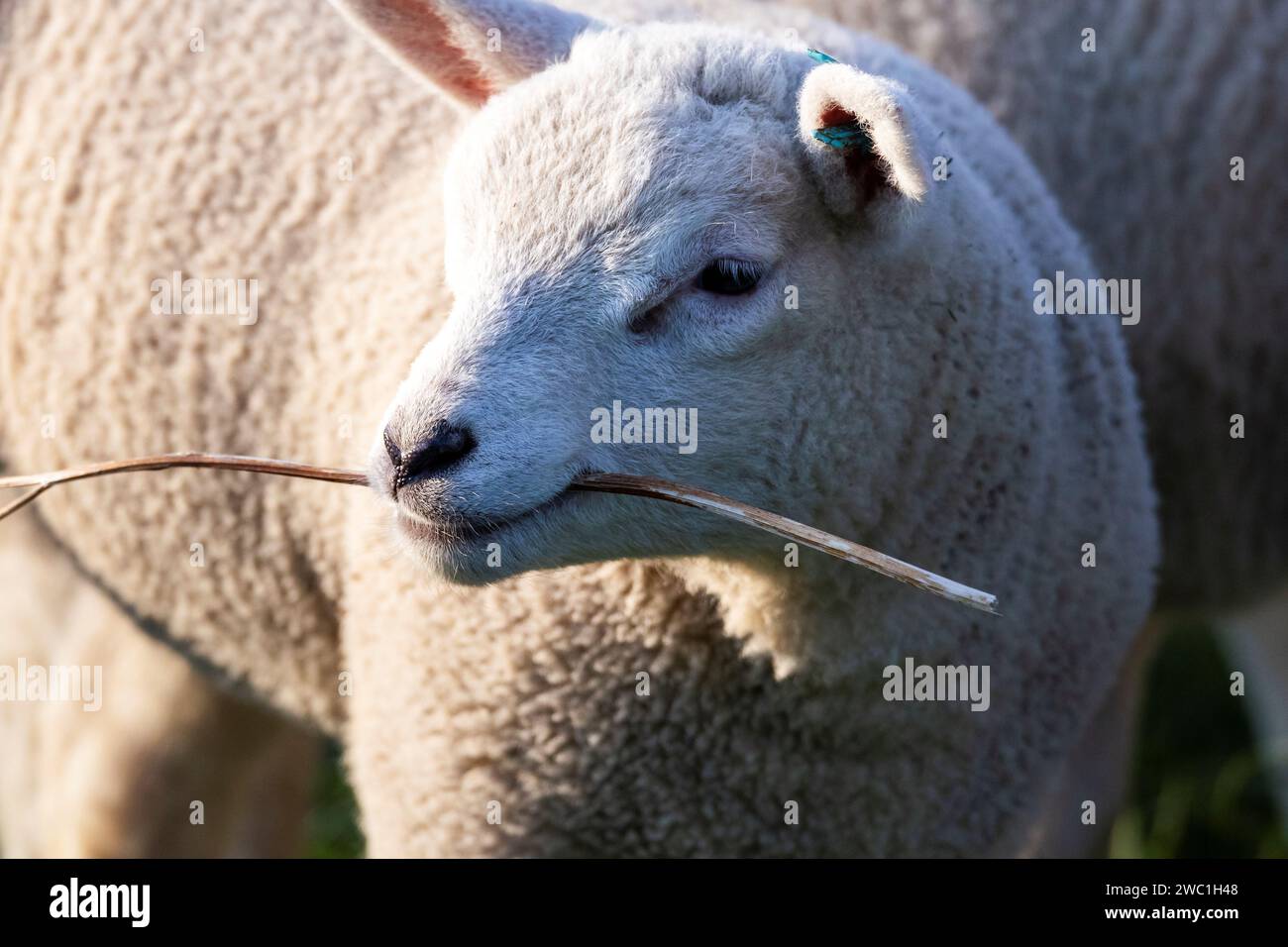 A cute animal portrait of a small little white lamb with a blade of hay ...