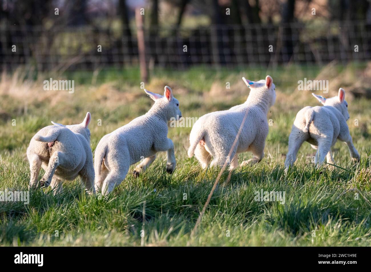 A Portrait of multiple cute little lambs Running and jumping around in ...