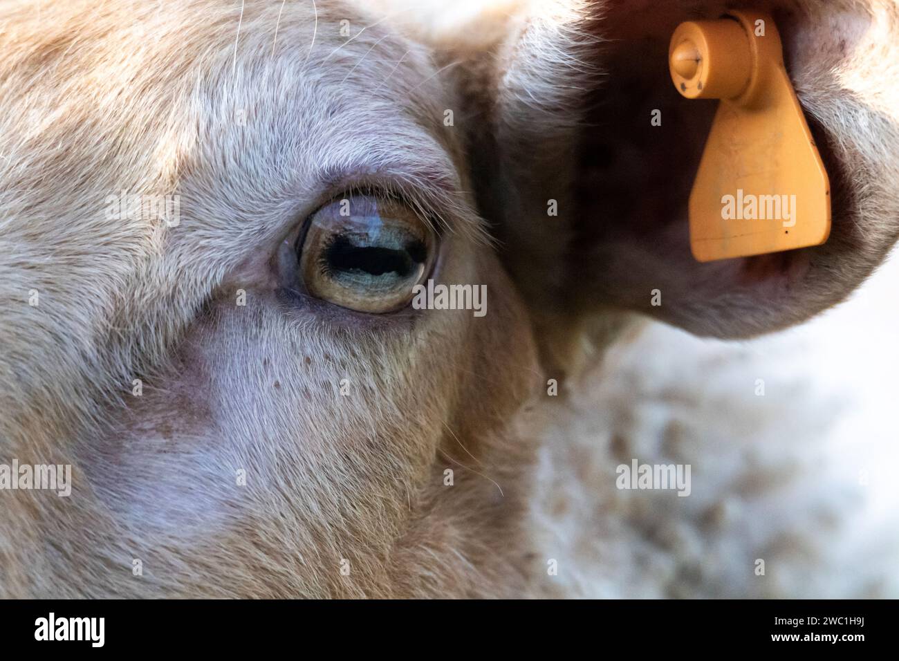 a closeup macro portrait of the eye of an adult sheep. the pupil is ...