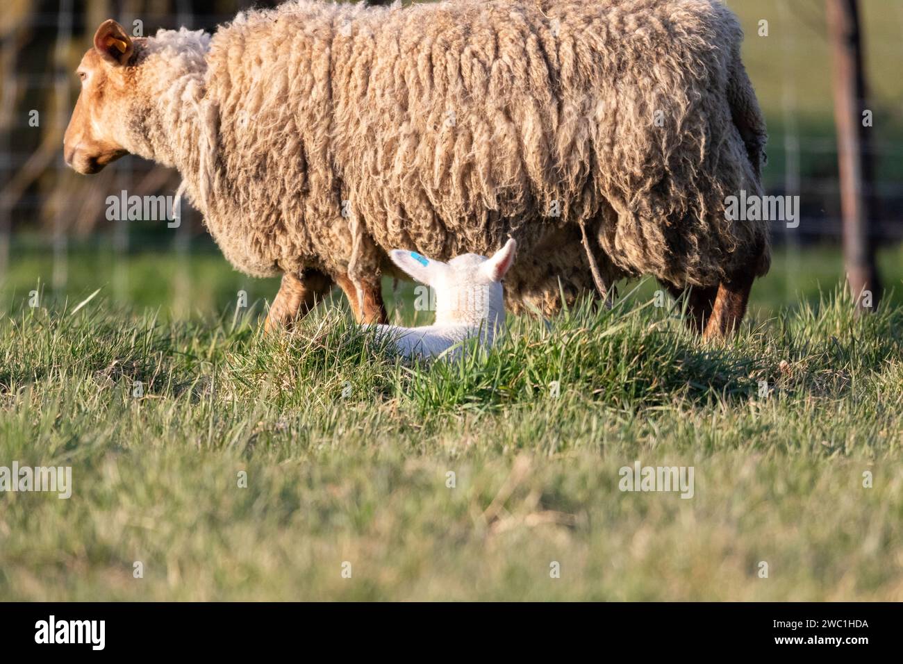 A closeup portrait of the back of the head of a small little young ...