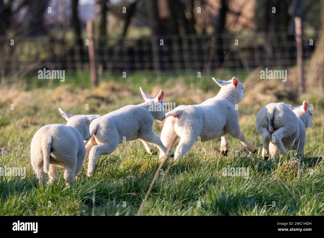 Cute lambs jumping hi-res stock photography and images - Alamy
