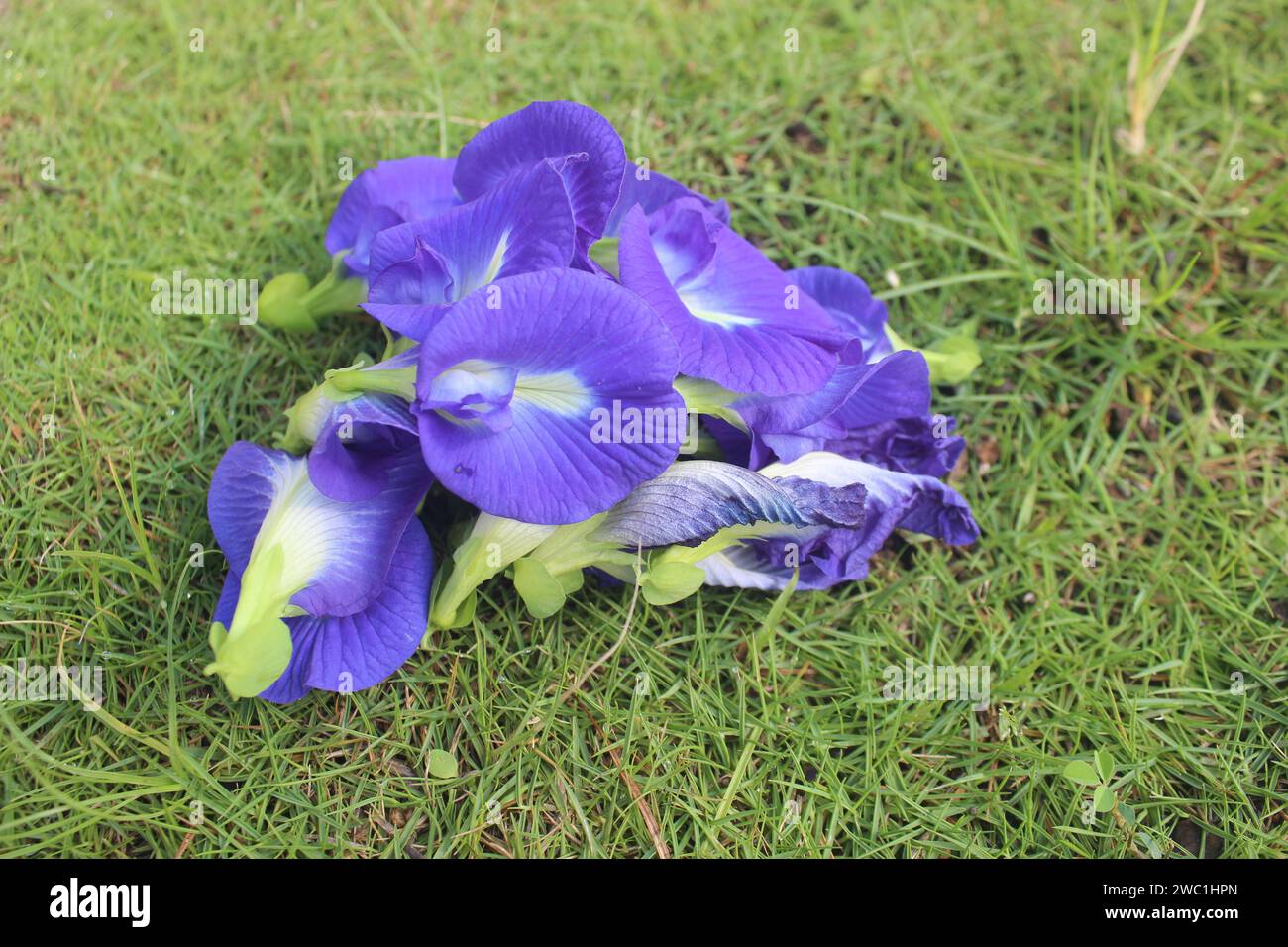 Cluster of vibrant blue flowers hi-res stock photography and images - Alamy