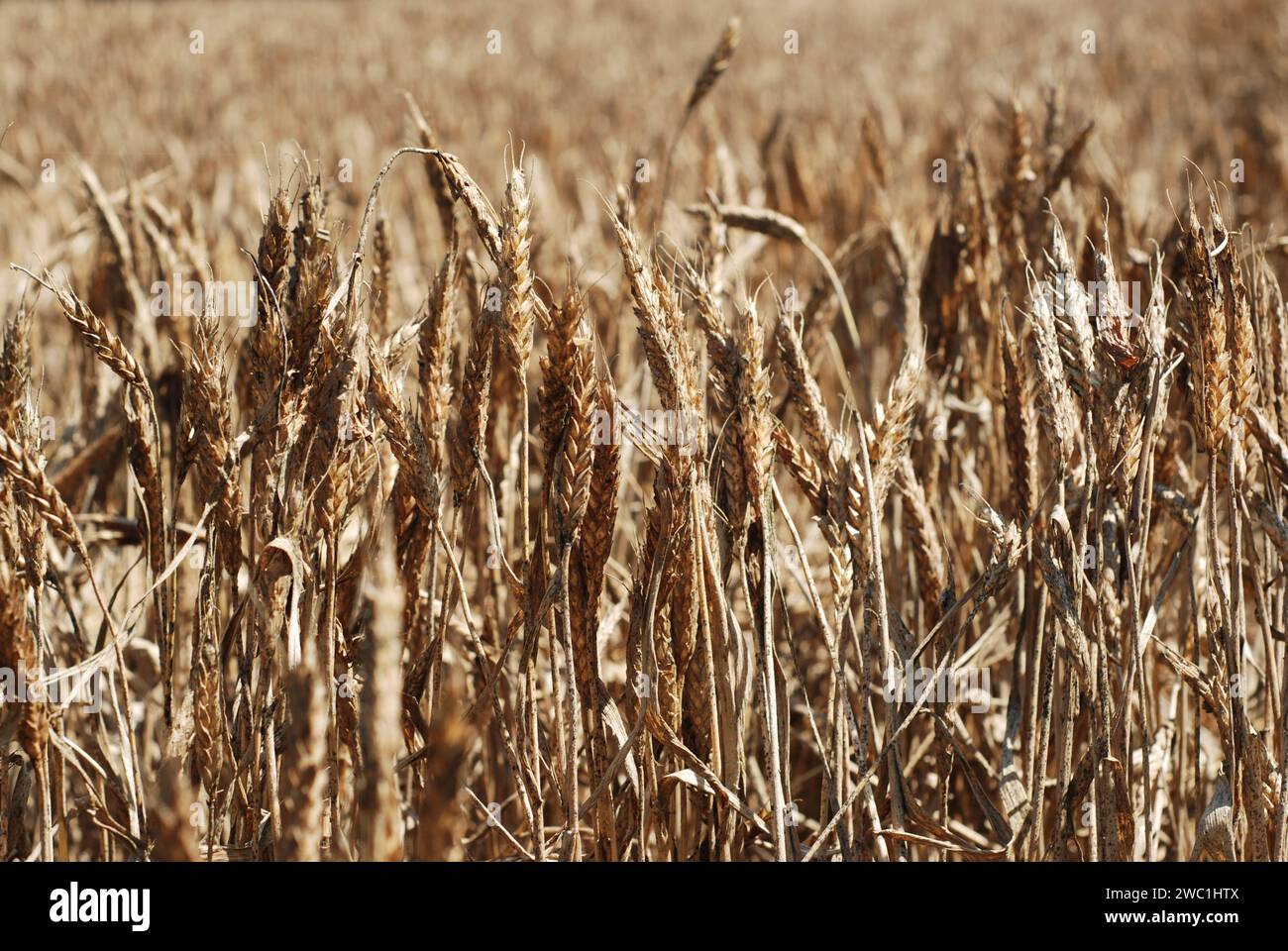 Drought wheat in field. Dry climate destroyed crops and harvest ...