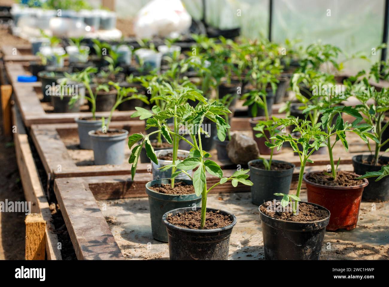 Organic tomatoes grow in a greenhouse. Tomato nursery. Production of ...