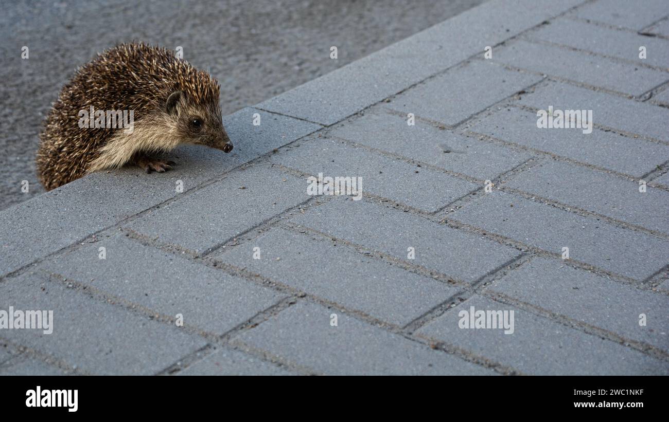 Hedgehog in a hedge hi-res stock photography and images - Alamy