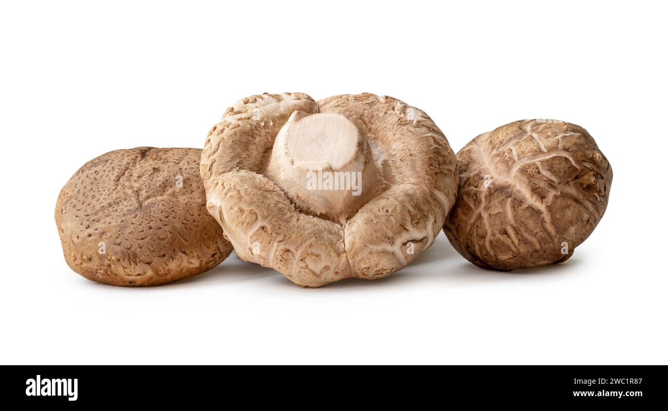Fresh and dry shiitake mushrooms in stack or pile are isolated on white ...