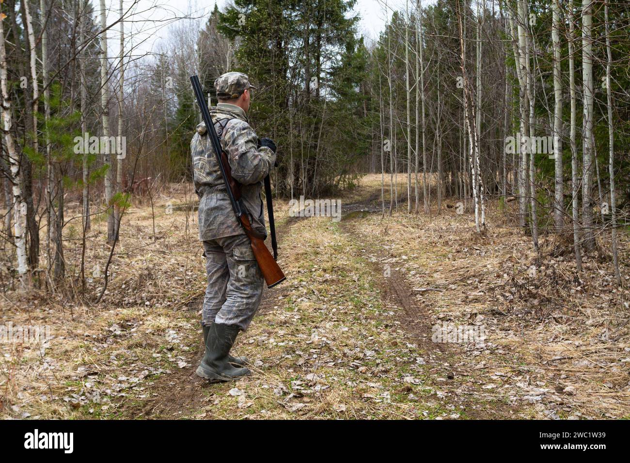 A hunter walks along a road in the spring forest. He has a shotgun ...