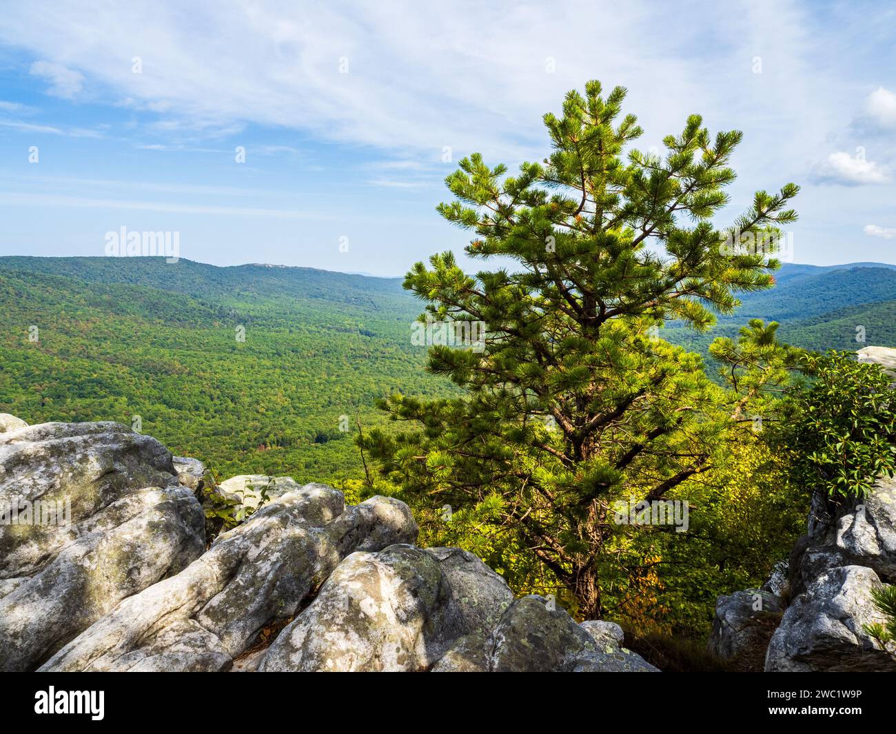 Virginia pine tree hi-res stock photography and images - Alamy