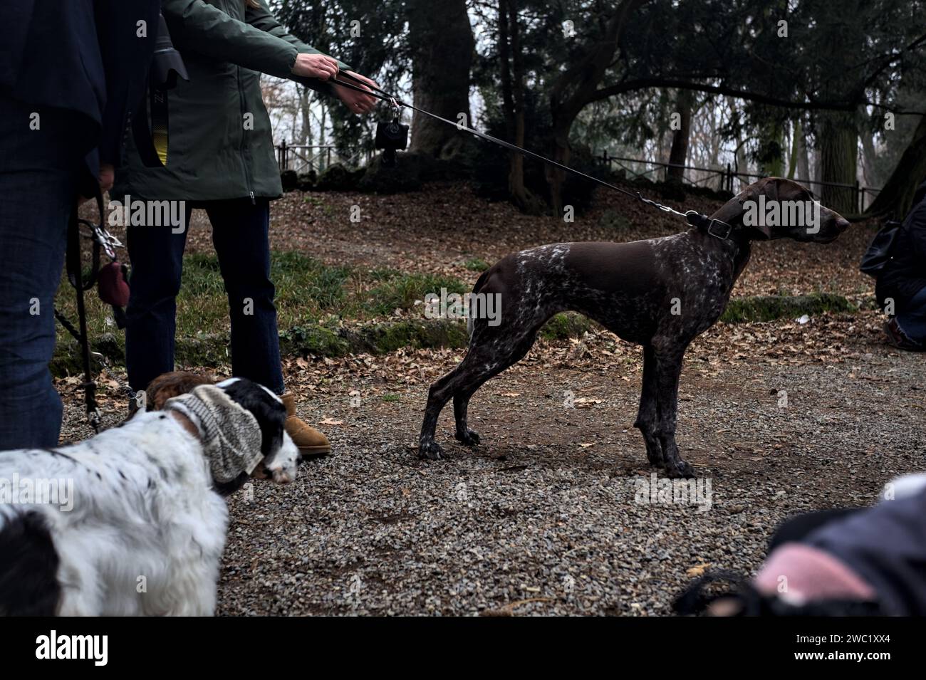Dogs on a leash seen at ground level in a park Stock Photo - Alamy