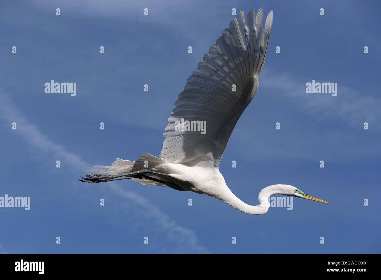 Great Egret, Ardea alba, adult bird flying to nest site, Florida, USA ...