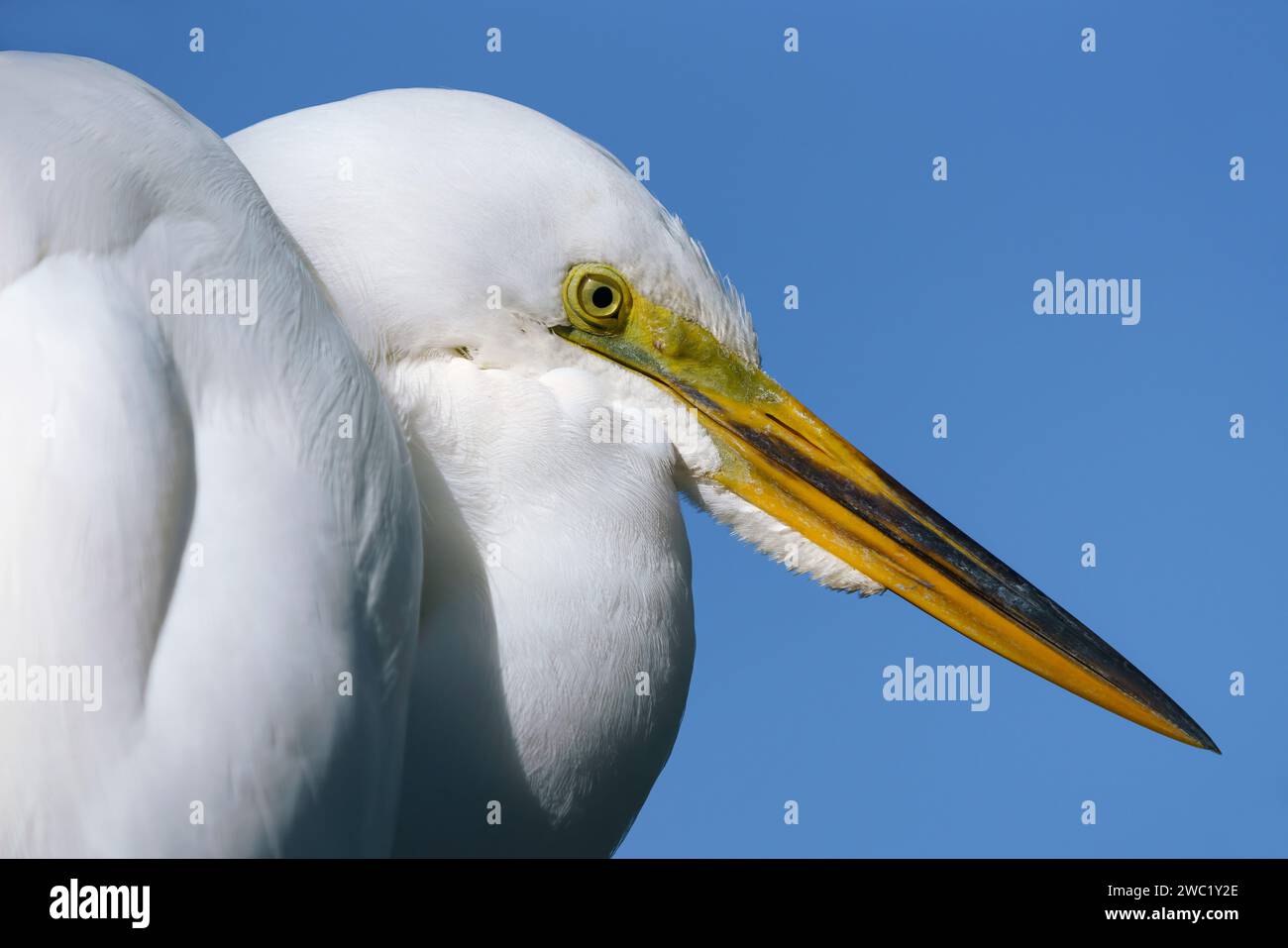 Great white egret face hi-res stock photography and images - Alamy