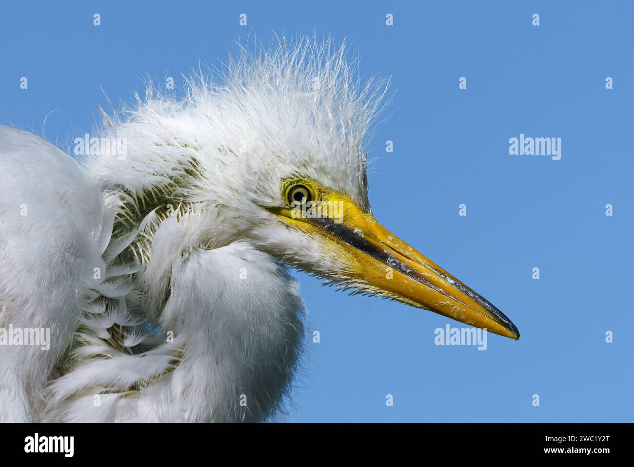 Great Egret, Ardea alba, baby bird preening at nest site, Florida, USA ...