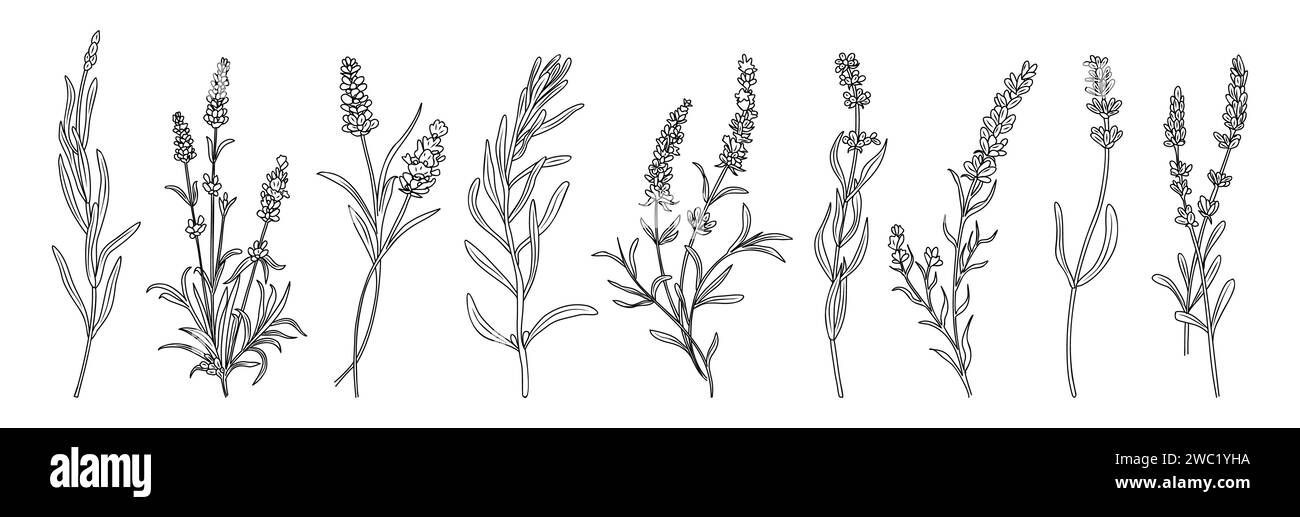 Lavender flower line art drawing vector isolated Stock Vector Image ...