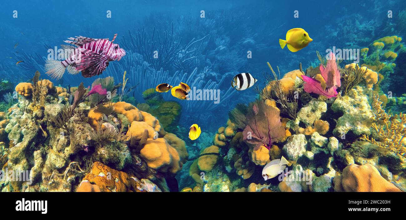 Fish native to the indo pacific region hi-res stock photography and ...