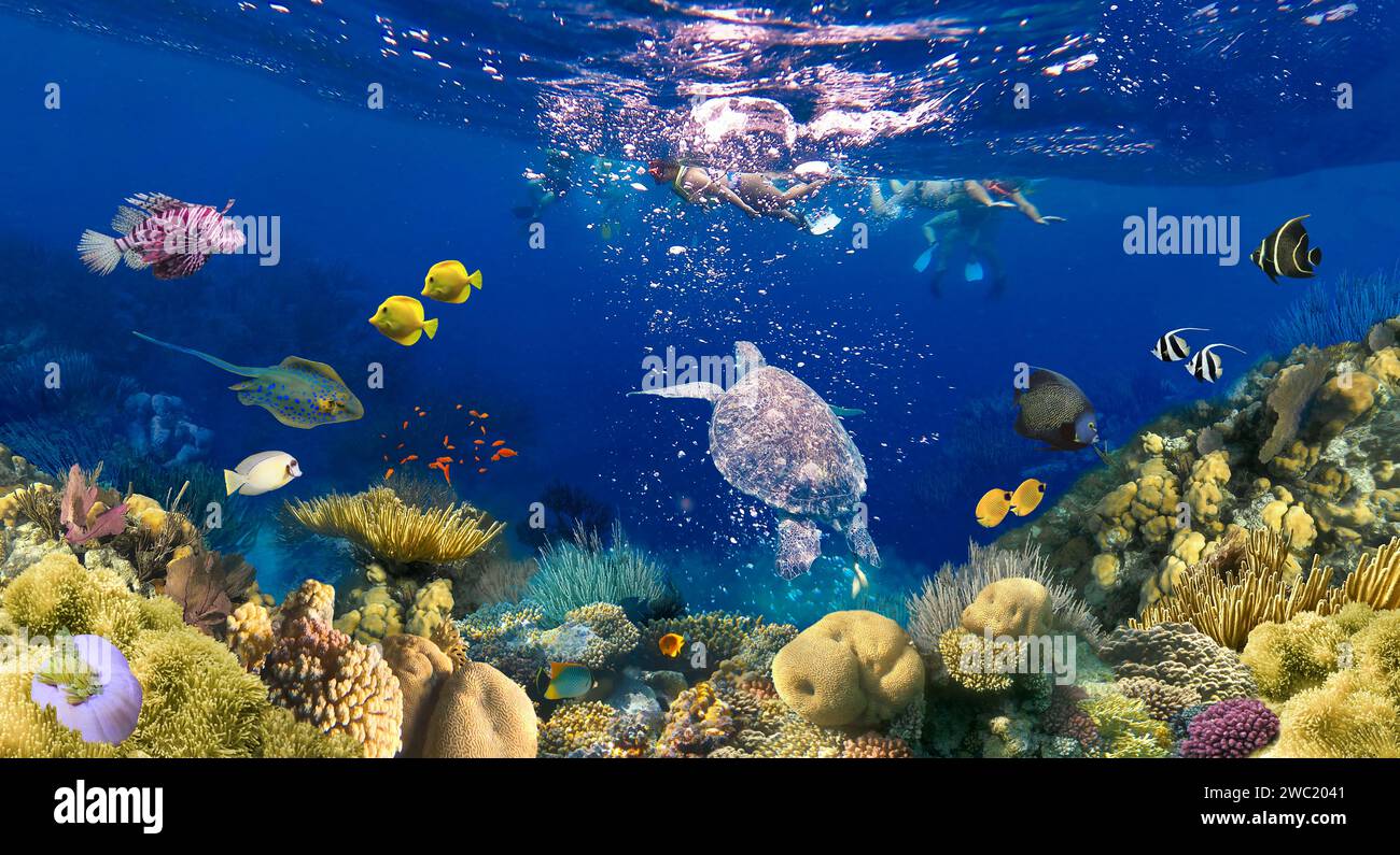 Colorful coral reef with many fishes and sea turtle. The people at ...