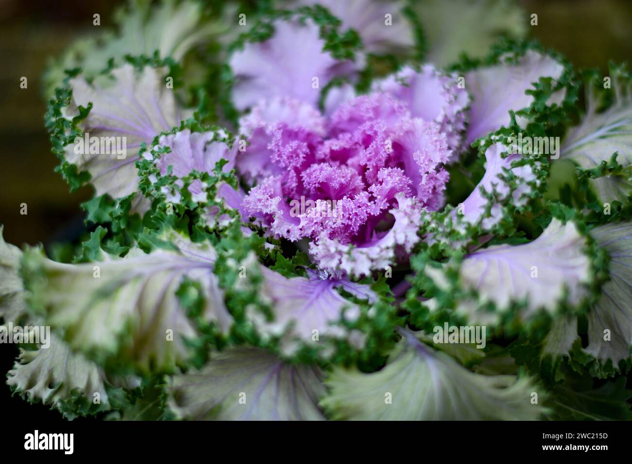 Ornamental purple kale Stock Photo - Alamy