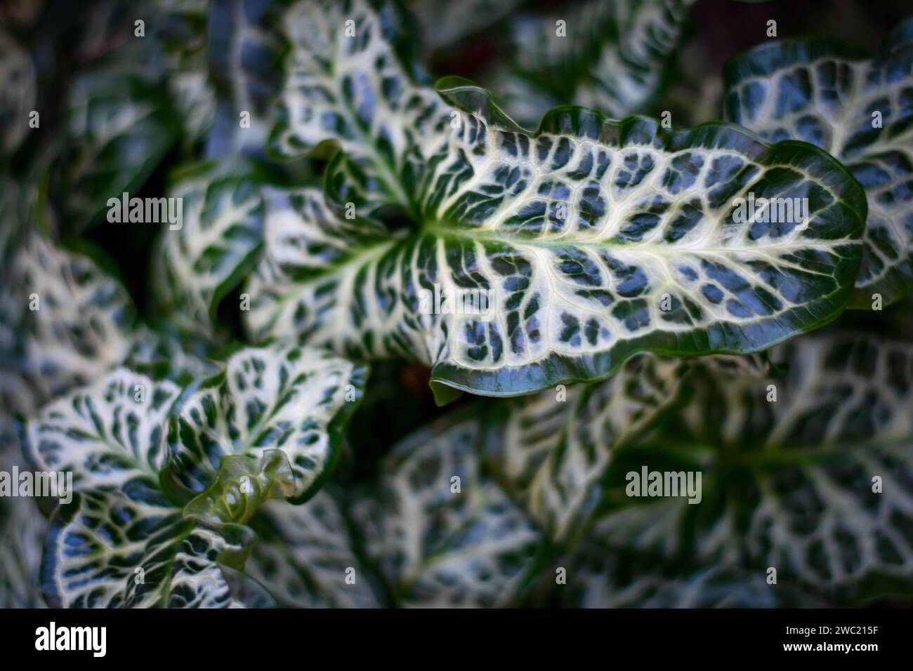 Lords and ladies Stock Photo - Alamy