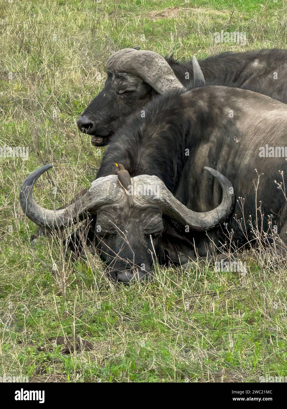 Resting structure hi-res stock photography and images - Alamy
