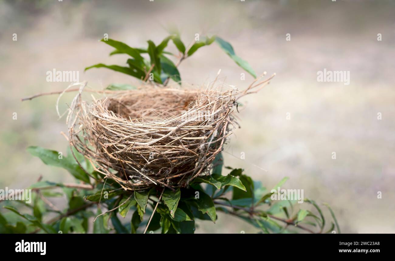 Bird's nest made of branches and blades of grass. Beside the bird's ...