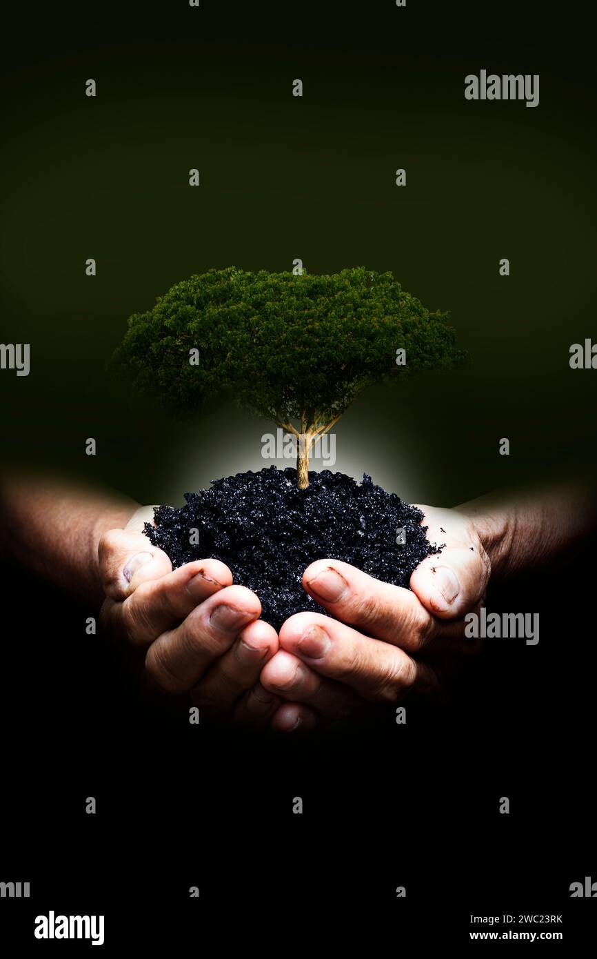 Elderly hand with green tree in hand outstretched with copy space ...