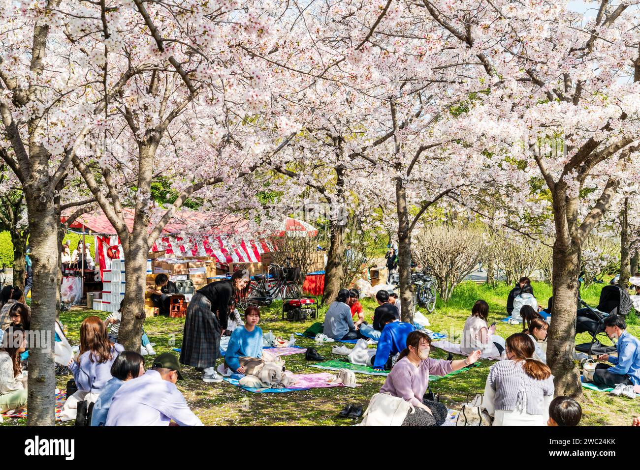 Japan, cherry blossom. People sitting under cherry blossom trees in the ...