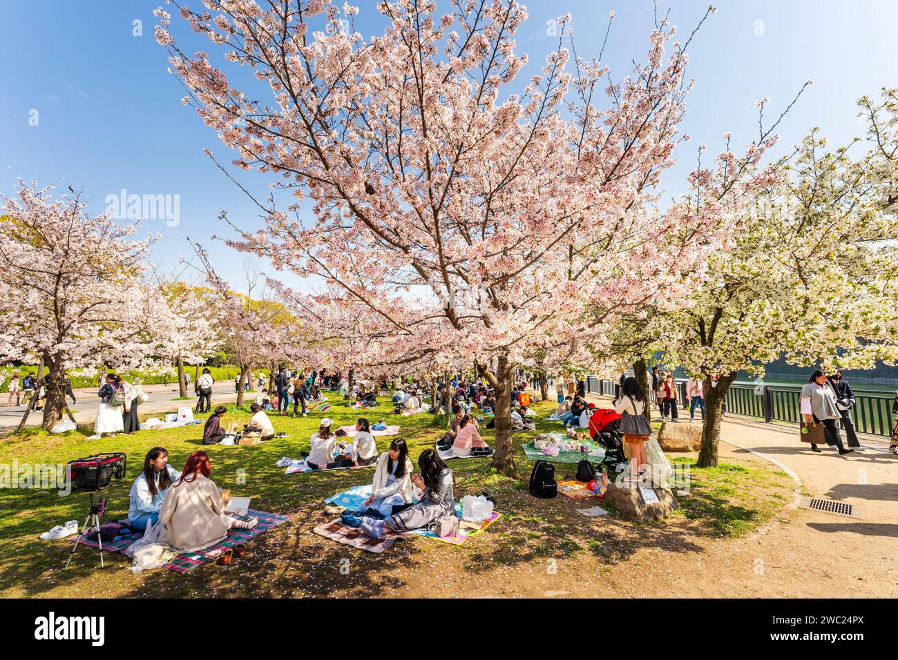 Japan, cherry blossom. People sitting under cherry blossom trees in the ...