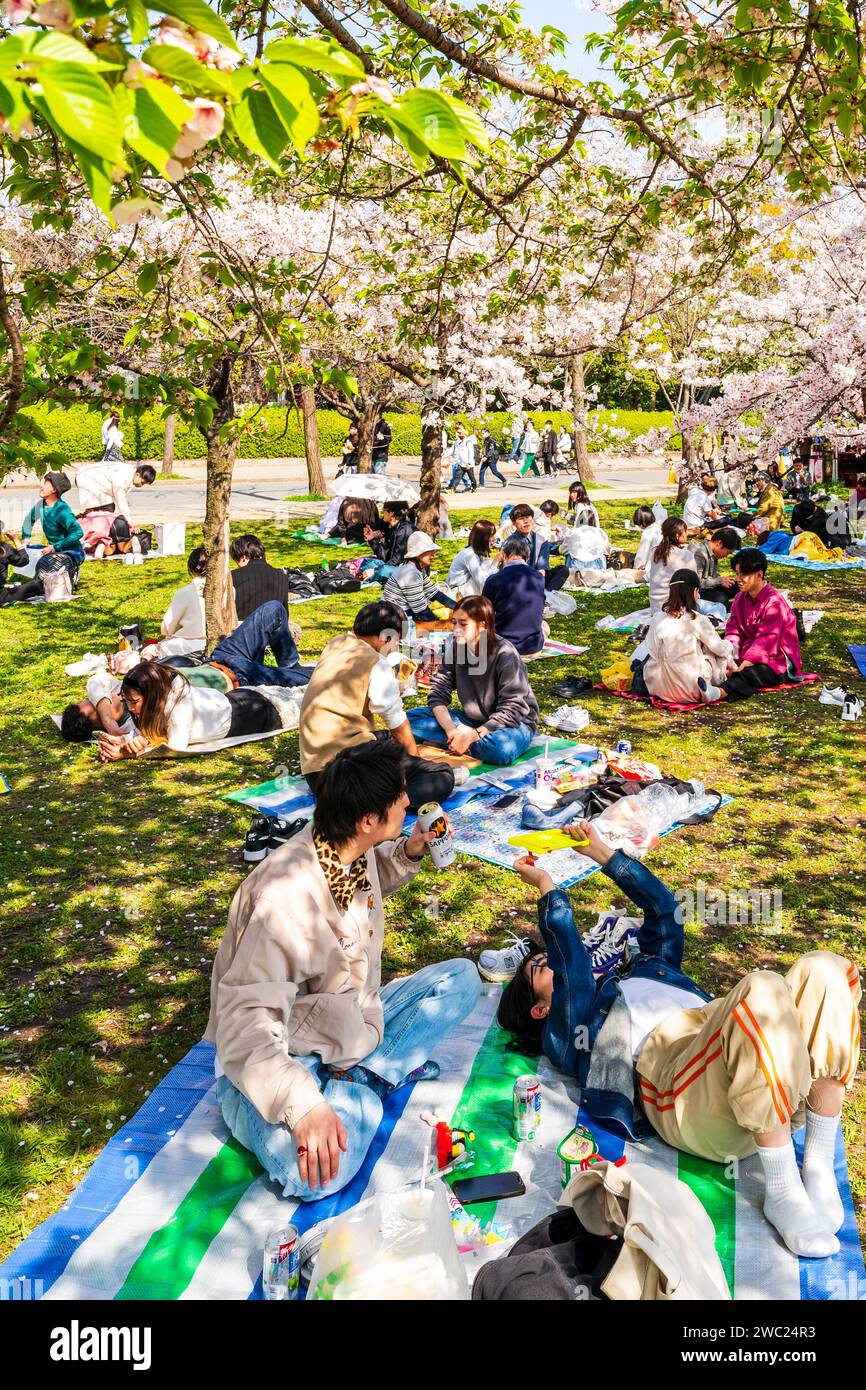 Japan, cherry blossom. People sitting under cherry blossom trees in the ...