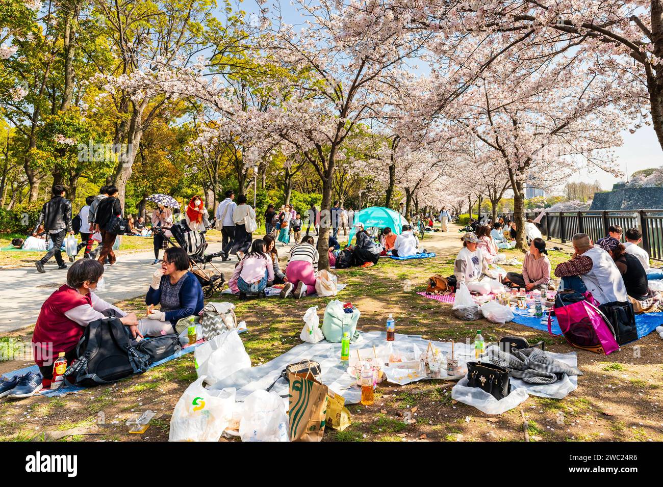 Japan, cherry blossom. People sitting under cherry blossom trees in the ...