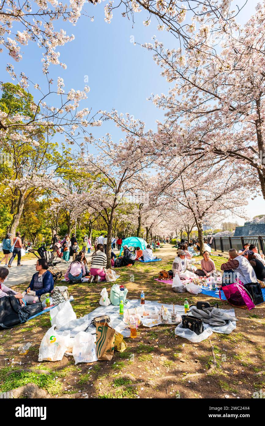 Japan, cherry blossom. People sitting under cherry blossom trees in the ...