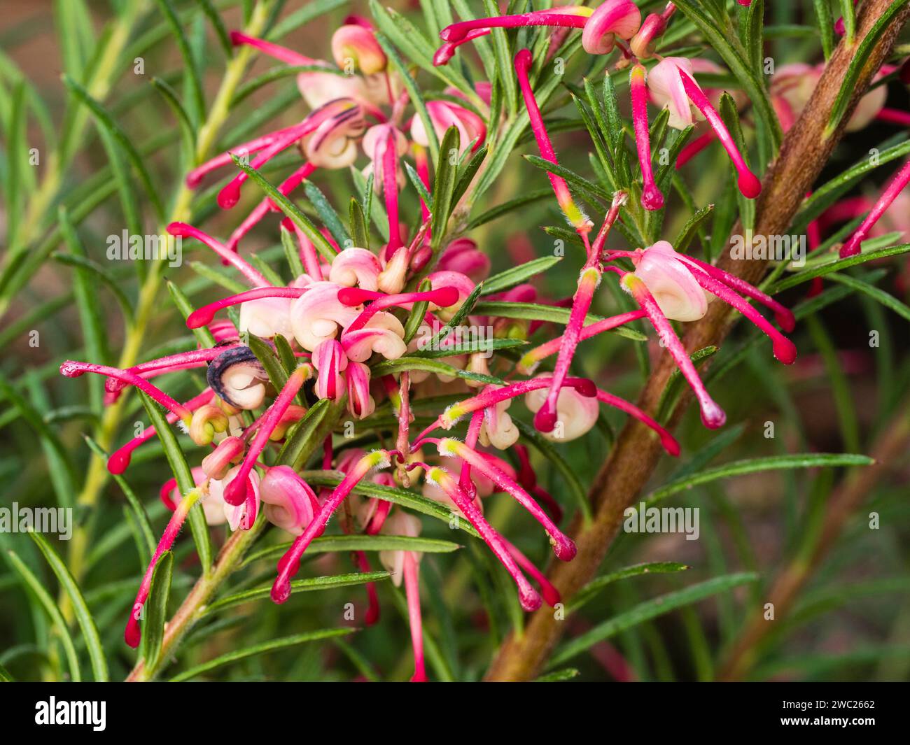 Curious pink and cream flowers of the hardy Australian evergreen shrub ...