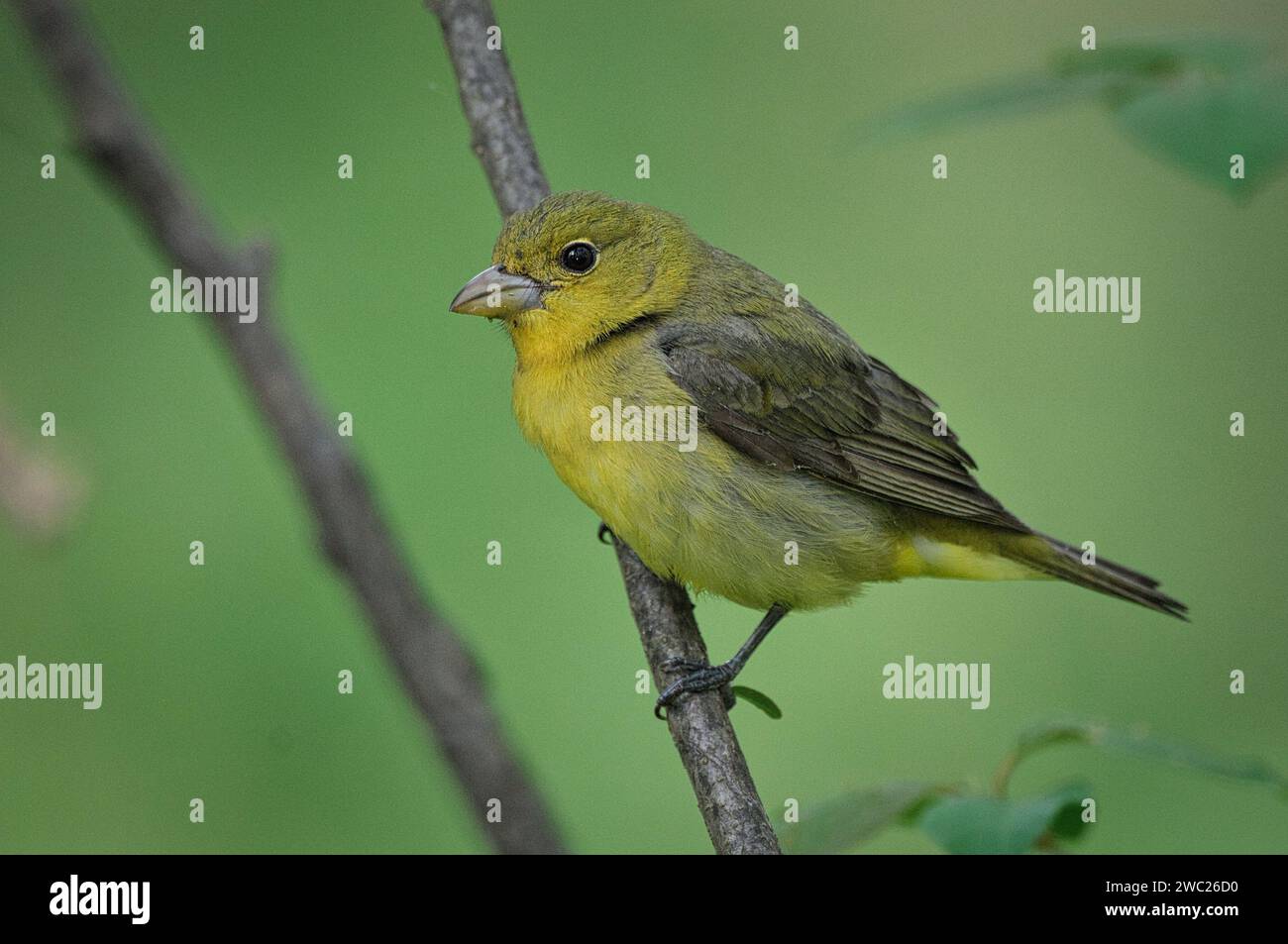 Female summer tanager hi-res stock photography and images - Alamy