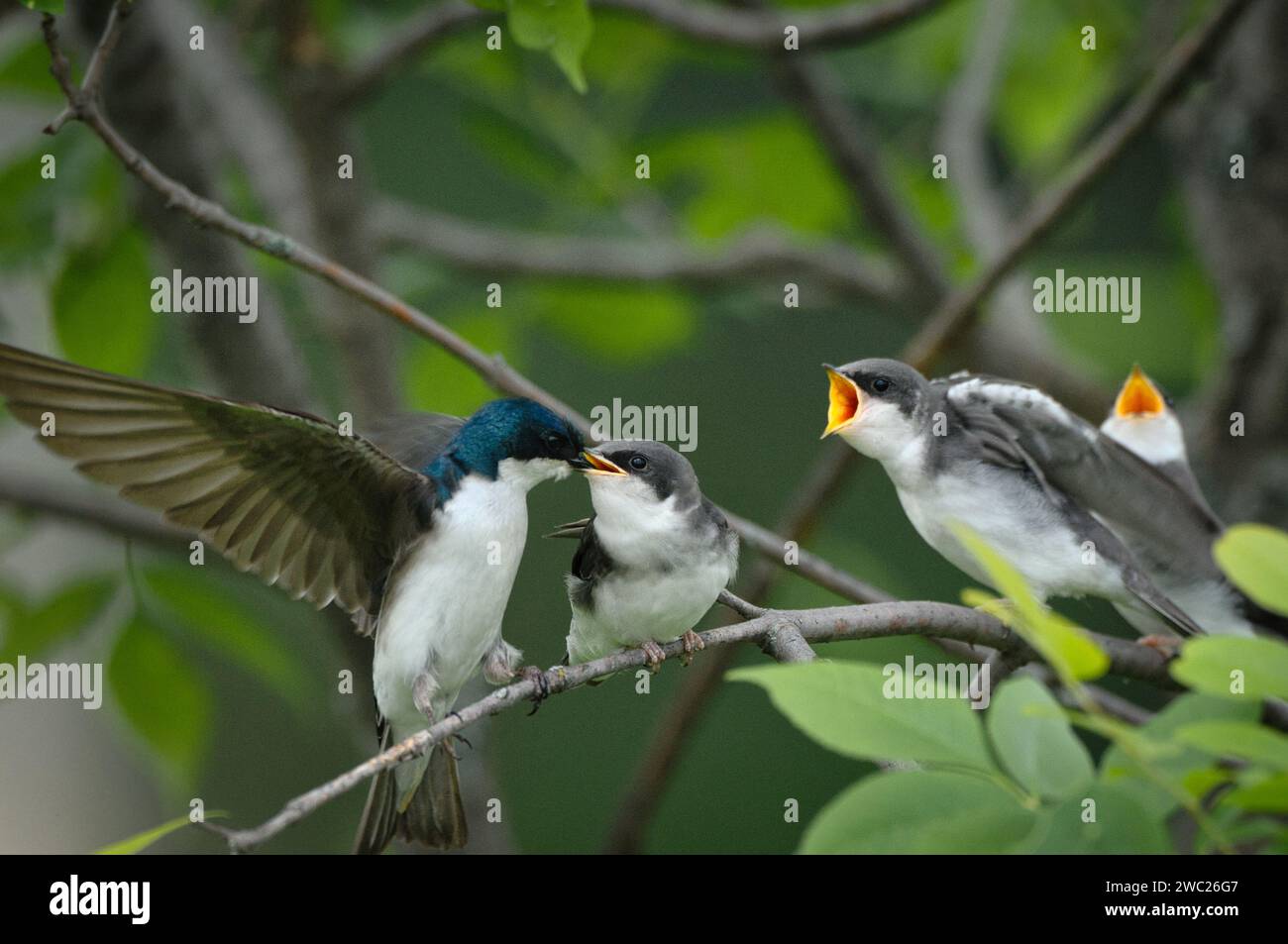 Parent Tree Swallow feed their little perch on a branch Stock Photo - Alamy