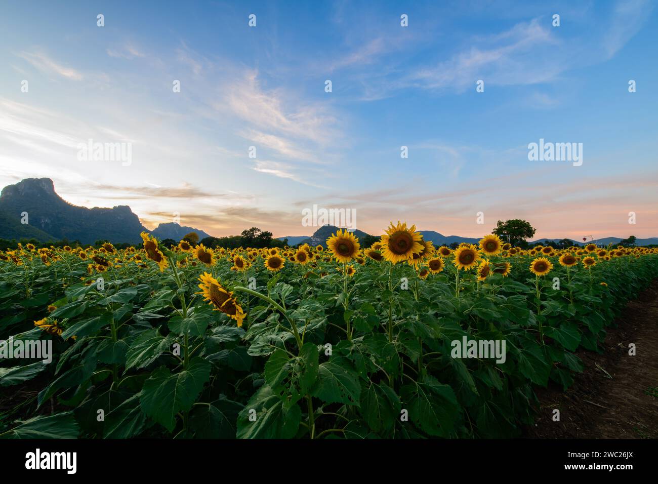 field of blooming sunflowers and big mountain on sunset background. Lop ...